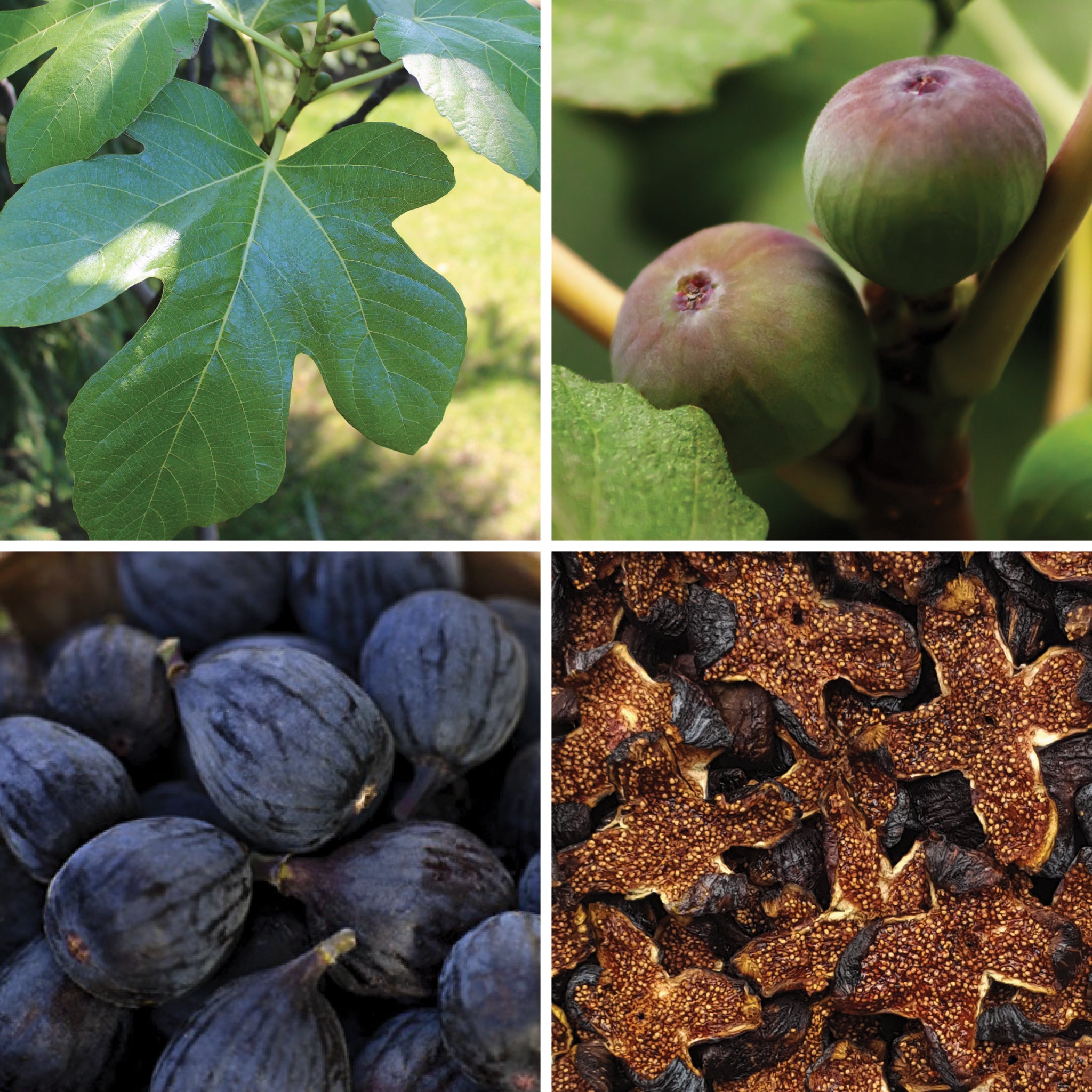 BY NATURE Dried Black Figs - Sulphur-free – By Nature Natural & Organic